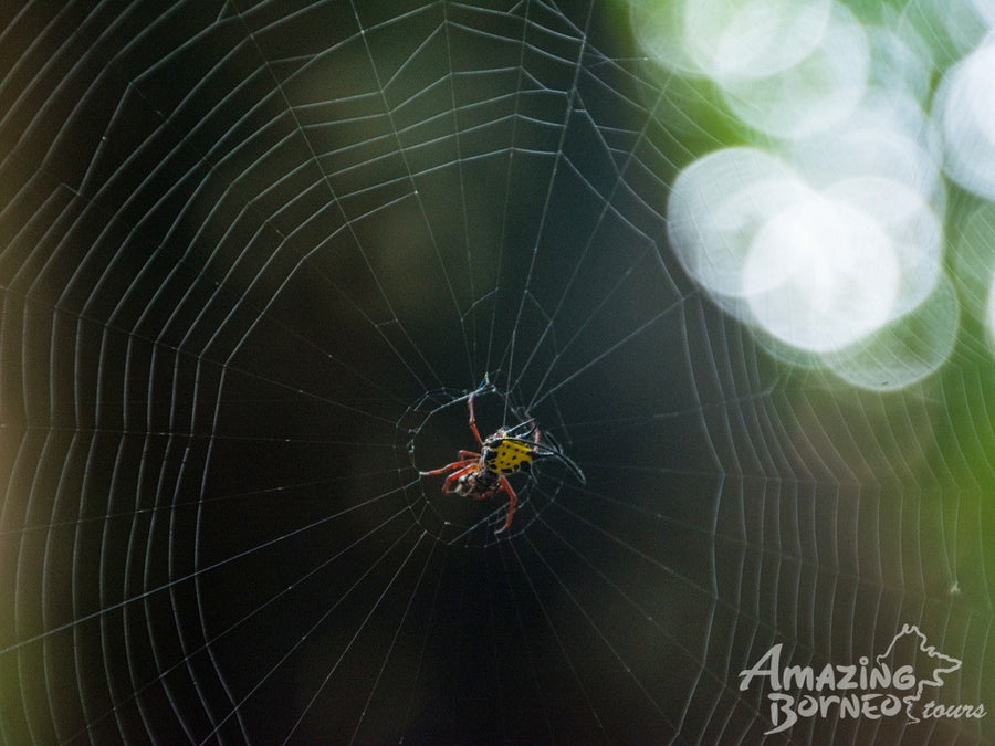 5D4N Danum Valley Expedition with INFAPRO Reforestation Stay – Danum ...