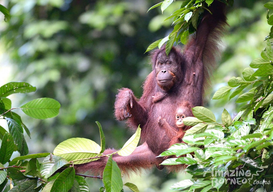 4D3N Borneo Rainforest Lodge & Blue Rings Reef – Danum Valley Discover ...